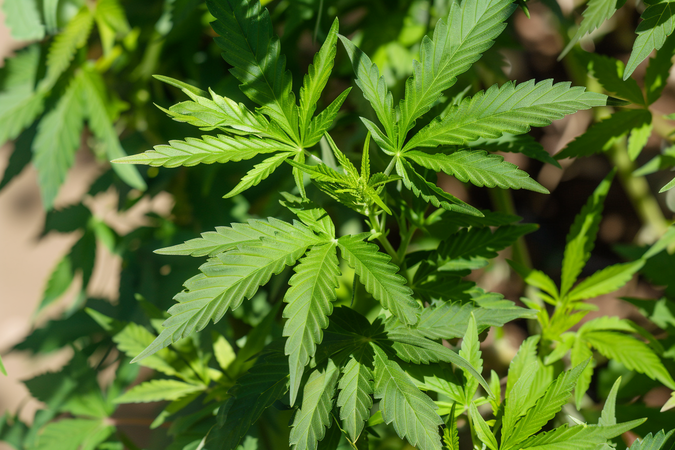 Marijuana and Maternal, Perinatal, and Neonatal Outcomes (Marijuana and ...