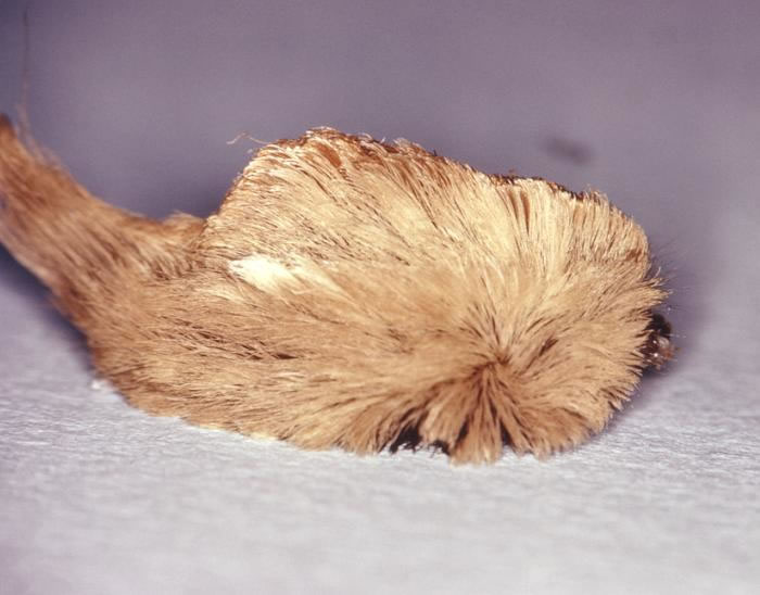 Butterfly, Moth, and Caterpillar Envenomation - MD Searchlight