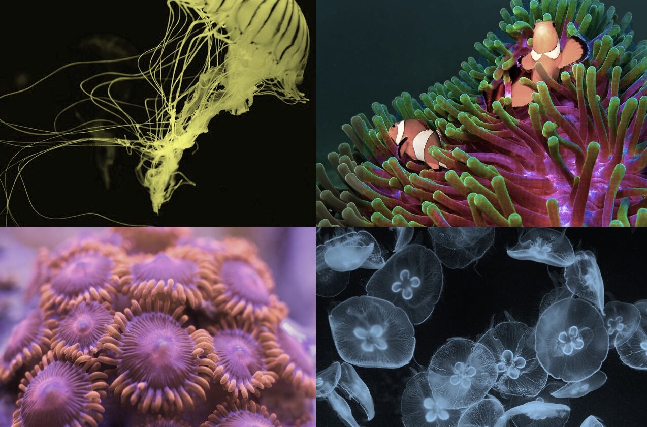 Cnidaria Toxicity (Jellyfish, Fire coral, Stinging Hydroid, Sea Wasps ...