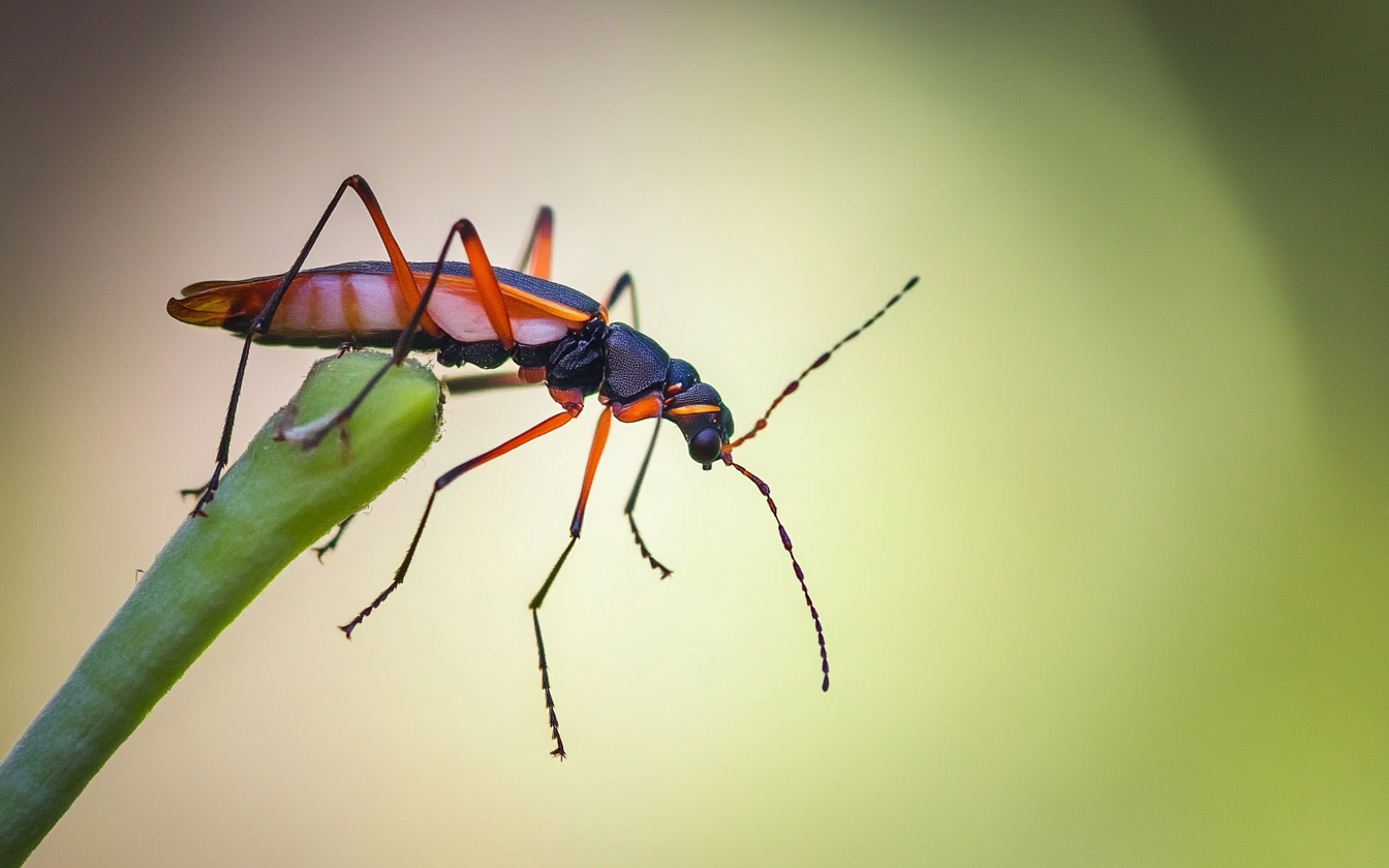 Kissing Bug Bite - MD Searchlight