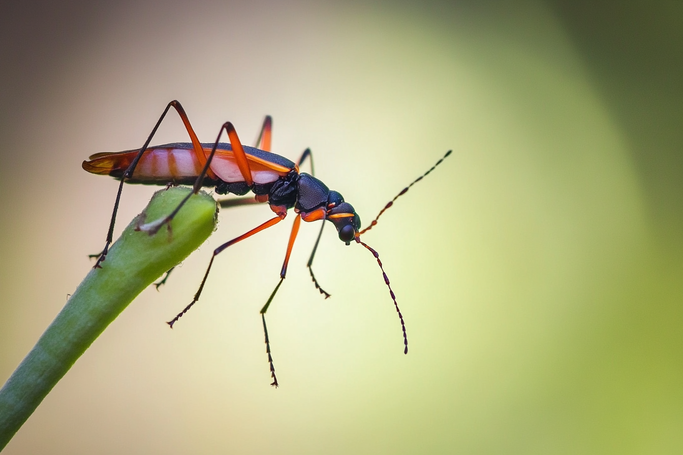 Kissing Bug Bite - MD Searchlight