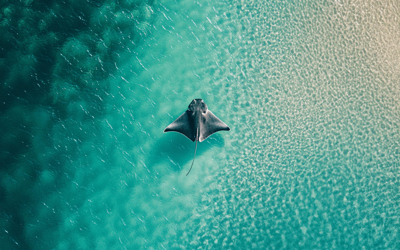 Stingray Sting - MD Searchlight